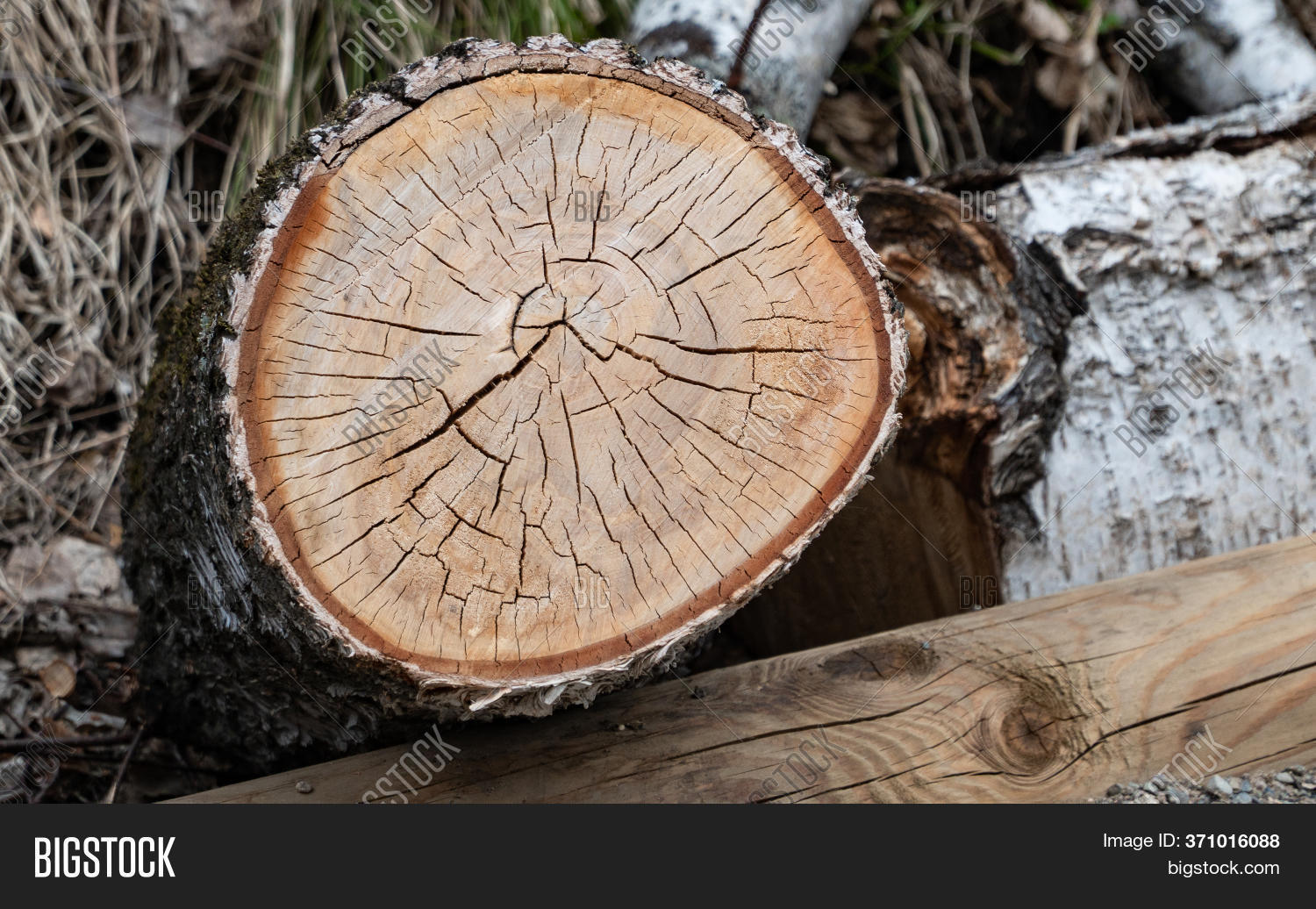 Cutted Down Tree Trunk Image & Photo (Free Trial) | Bigstock