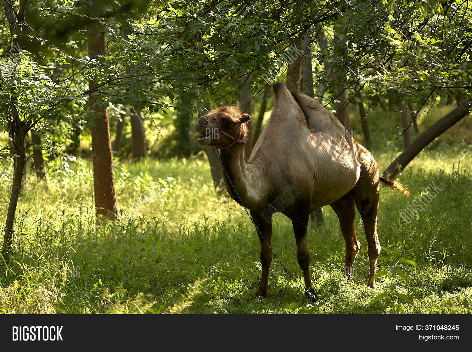 Bactrian Camel Grazes Image & Photo (Free Trial) | Bigstock