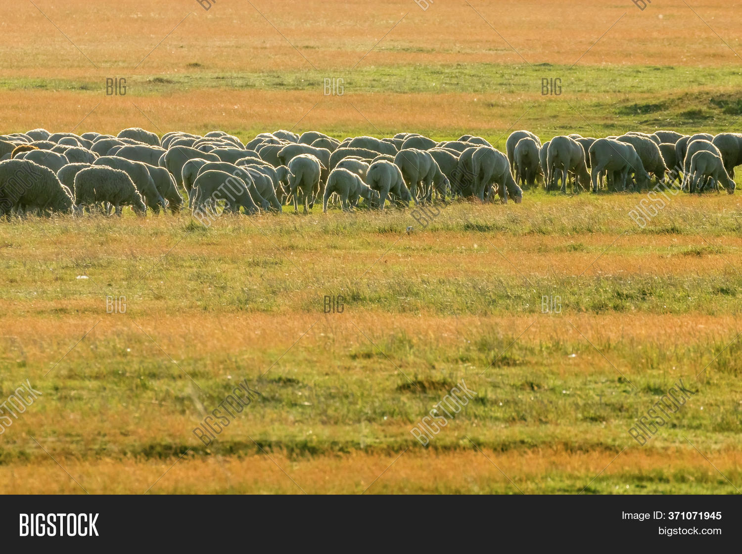 Flock Sheep, Sheep On Image & Photo (Free Trial) | Bigstock