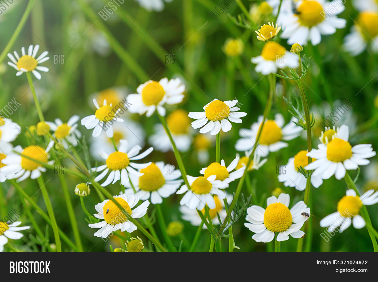Wild Chamomile Field, Image & Photo (Free Trial) | Bigstock