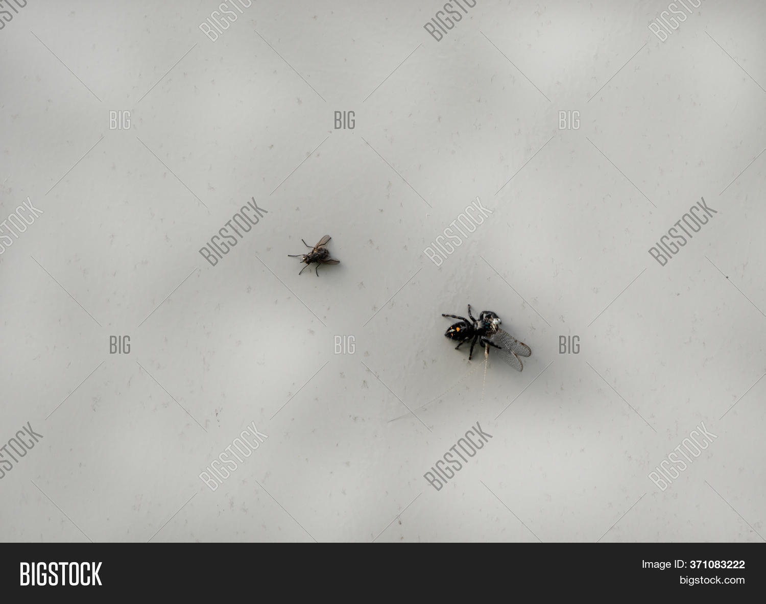 Fly Jumping Spider Image & Photo (Free Trial) | Bigstock