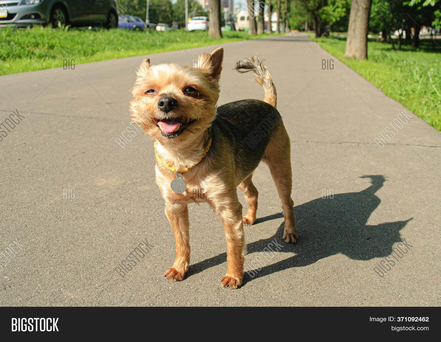 Why Is My Dog Squinting