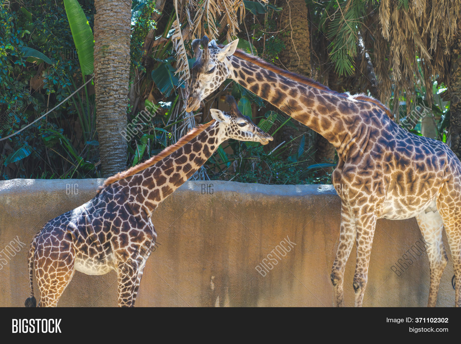 Two Giraffes Lowering Image & Photo (Free Trial) | Bigstock