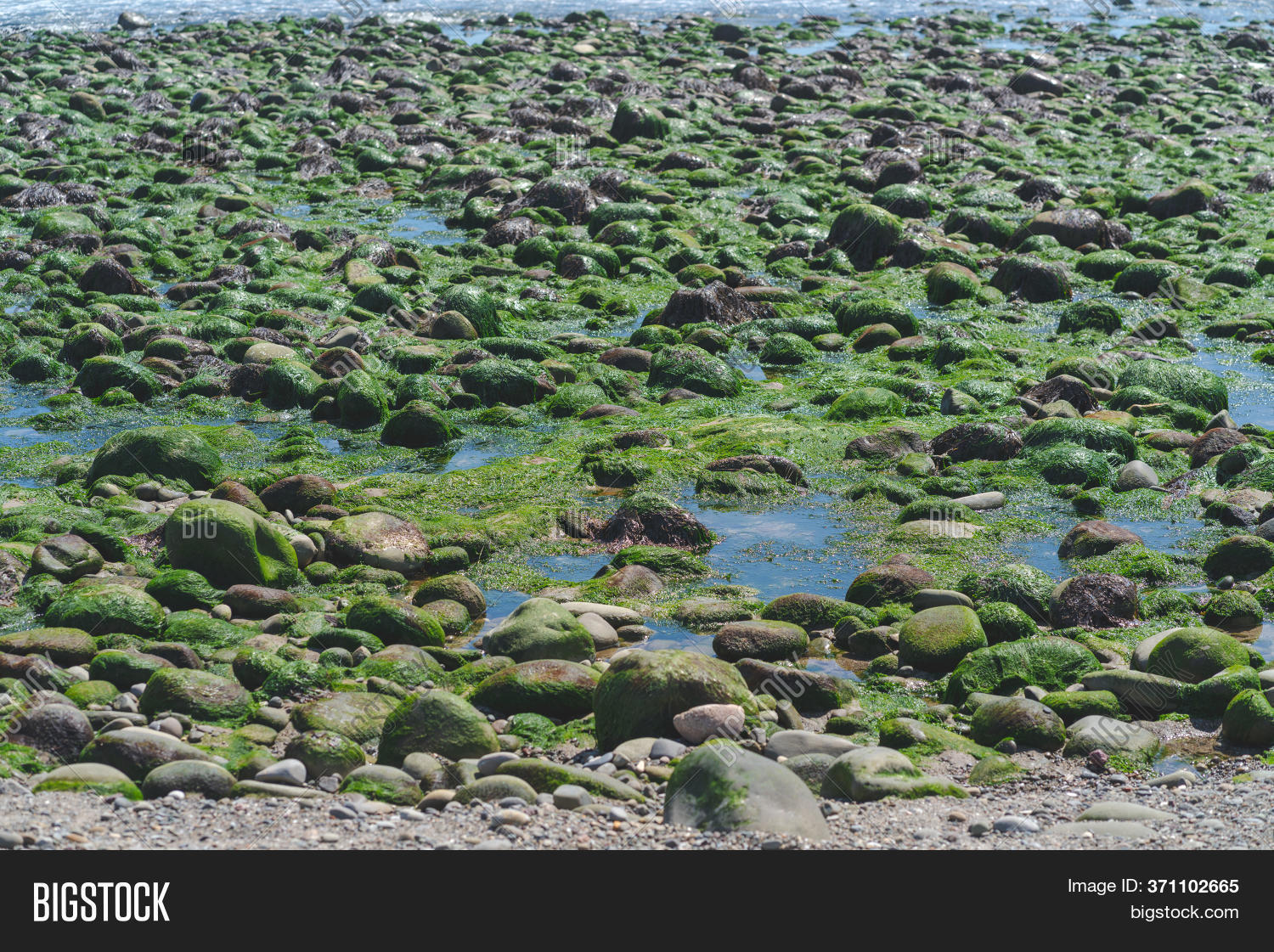 Mass Seaweed Seagrass Image & Photo (Free Trial) | Bigstock