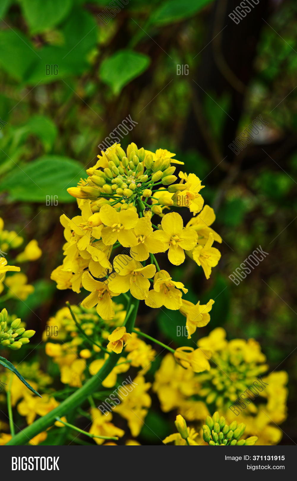 Detail Flowering Image & Photo (Free Trial) | Bigstock