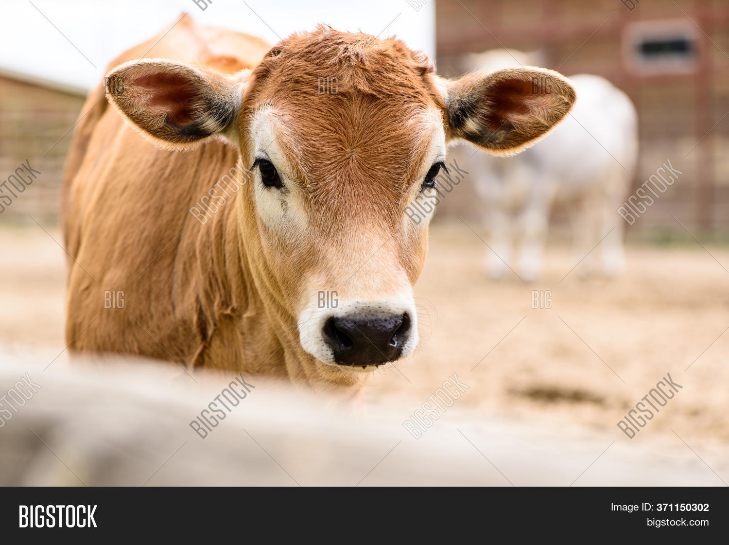 Small Young Red Brown Image & Photo (Free Trial) | Bigstock