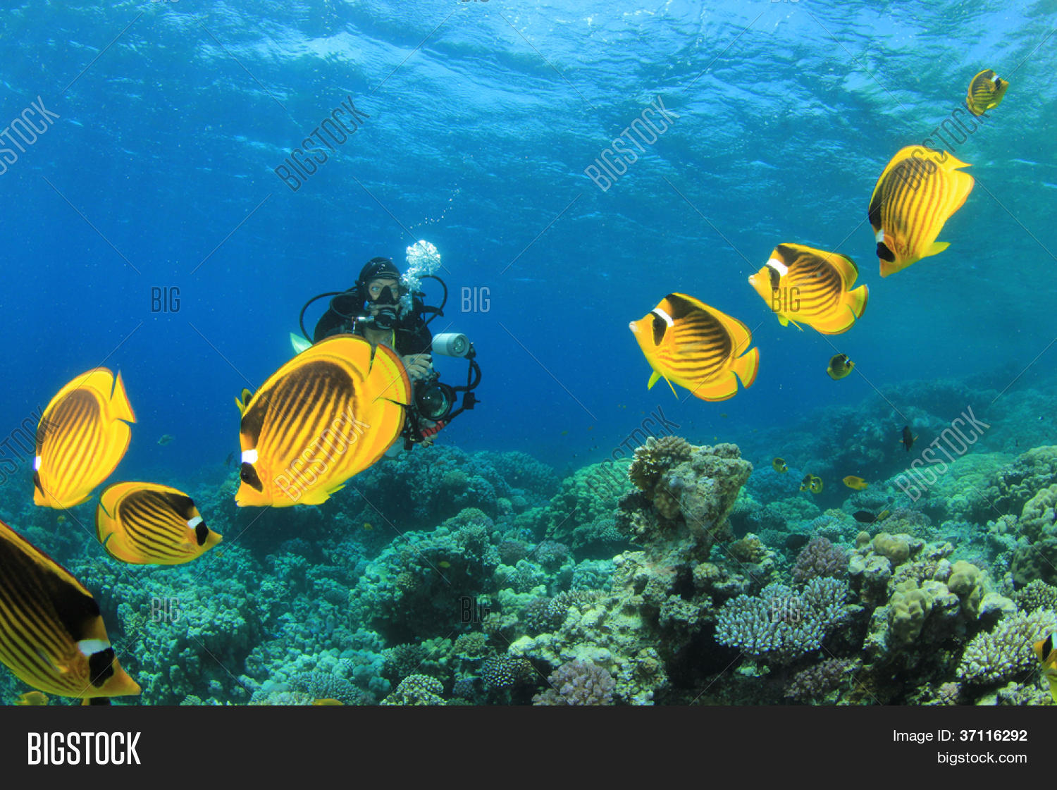 Female Scuba Diver Image & Photo (Free Trial) | Bigstock