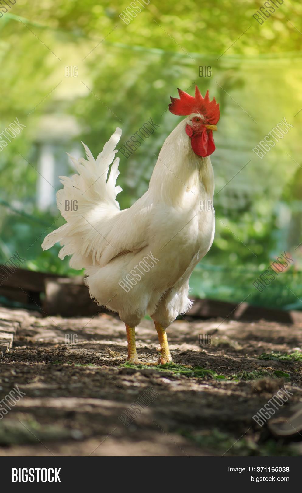White Rooster Outdoor Image & Photo (Free Trial) | Bigstock