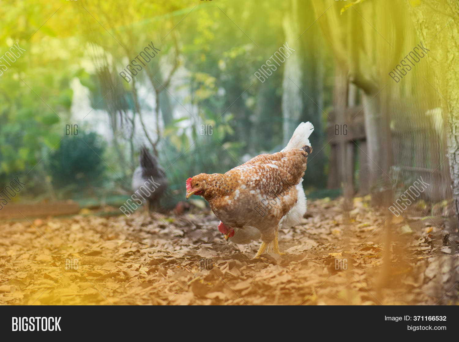 Hens On Autumn Image & Photo (Free Trial) | Bigstock