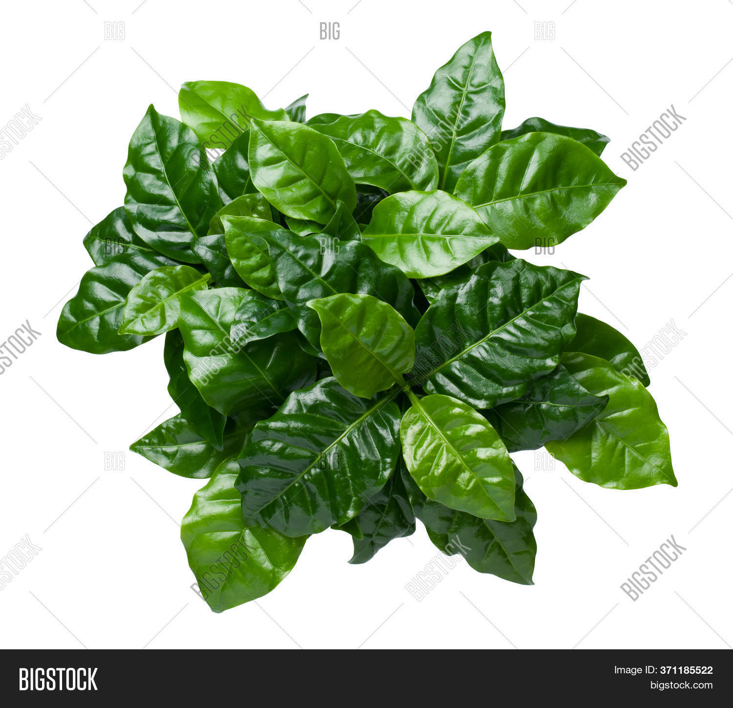 Green Coffee Leaves Image & Photo (Free Trial) | Bigstock
