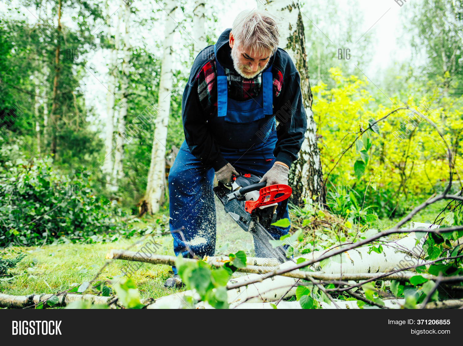 Man Sawing Trees Image & Photo (Free Trial) | Bigstock