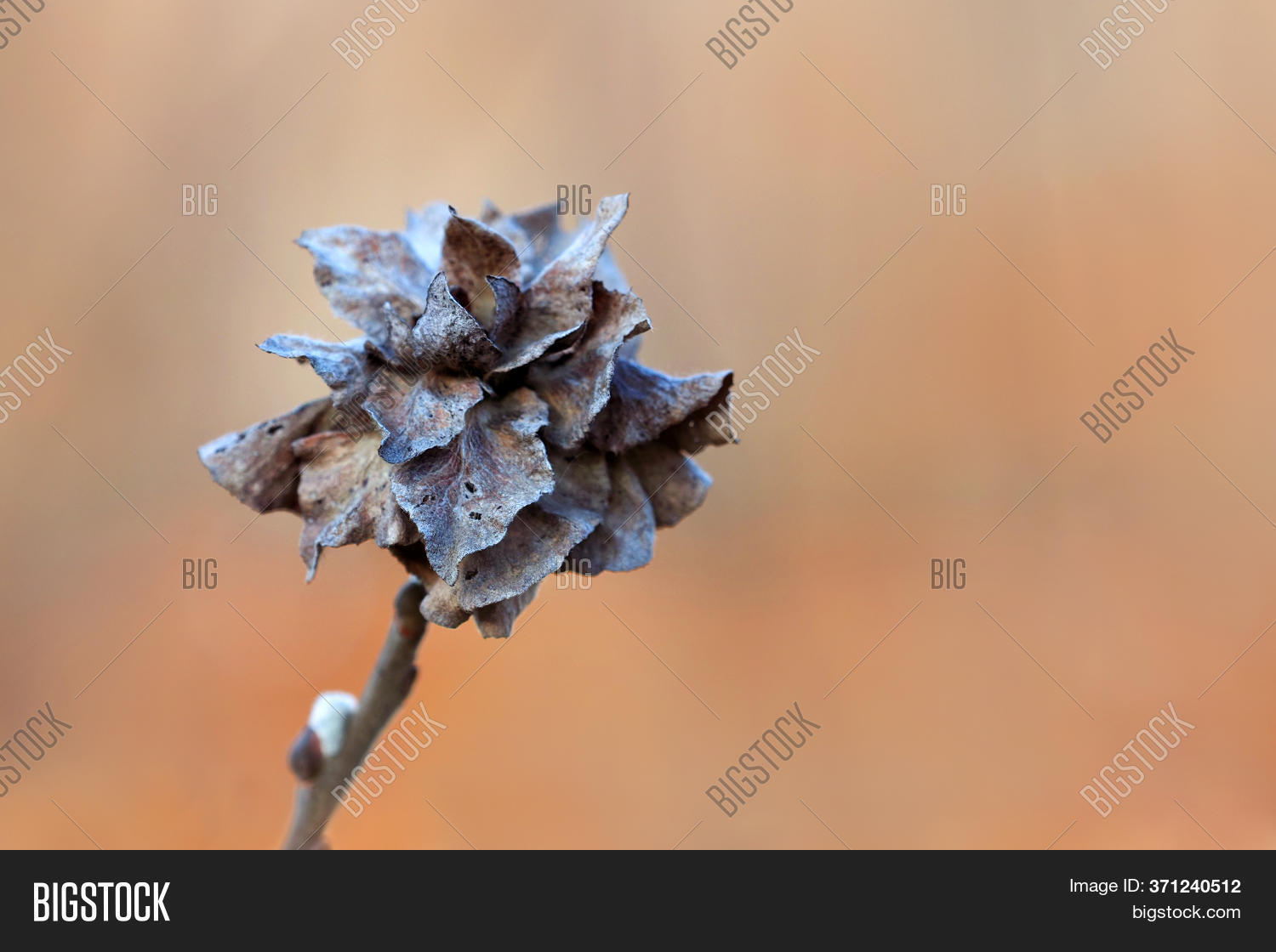 Dried Blossom Willow Image & Photo (Free Trial) | Bigstock