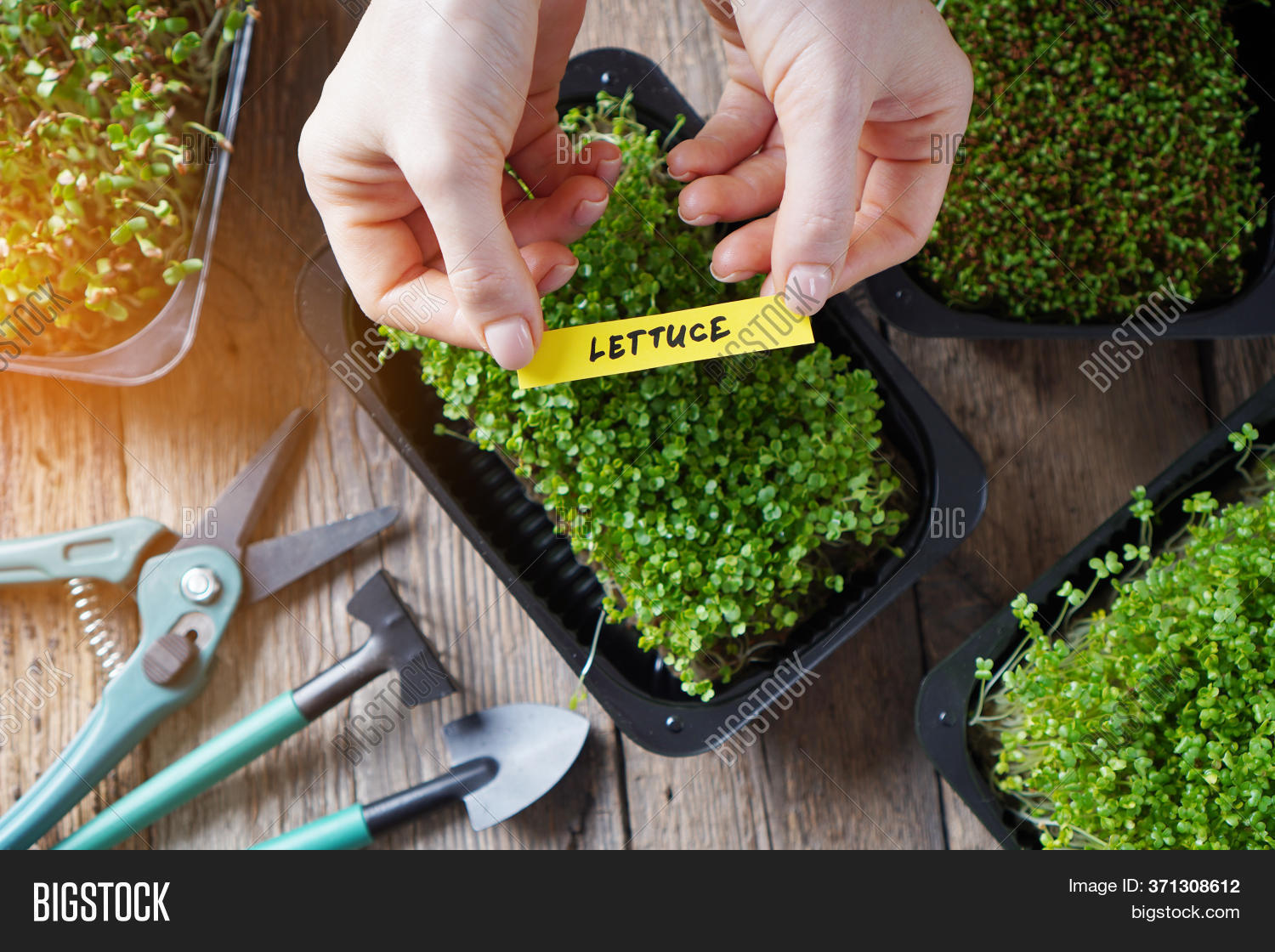 Microgreens Background Image & Photo (Free Trial) | Bigstock