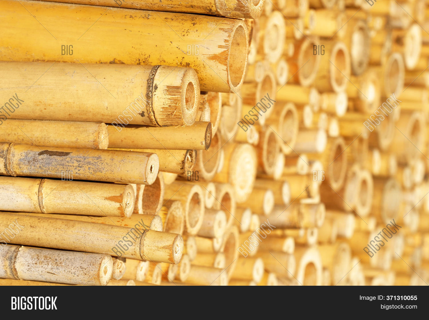 Golden Bamboo Trunks. Image & Photo (Free Trial) | Bigstock