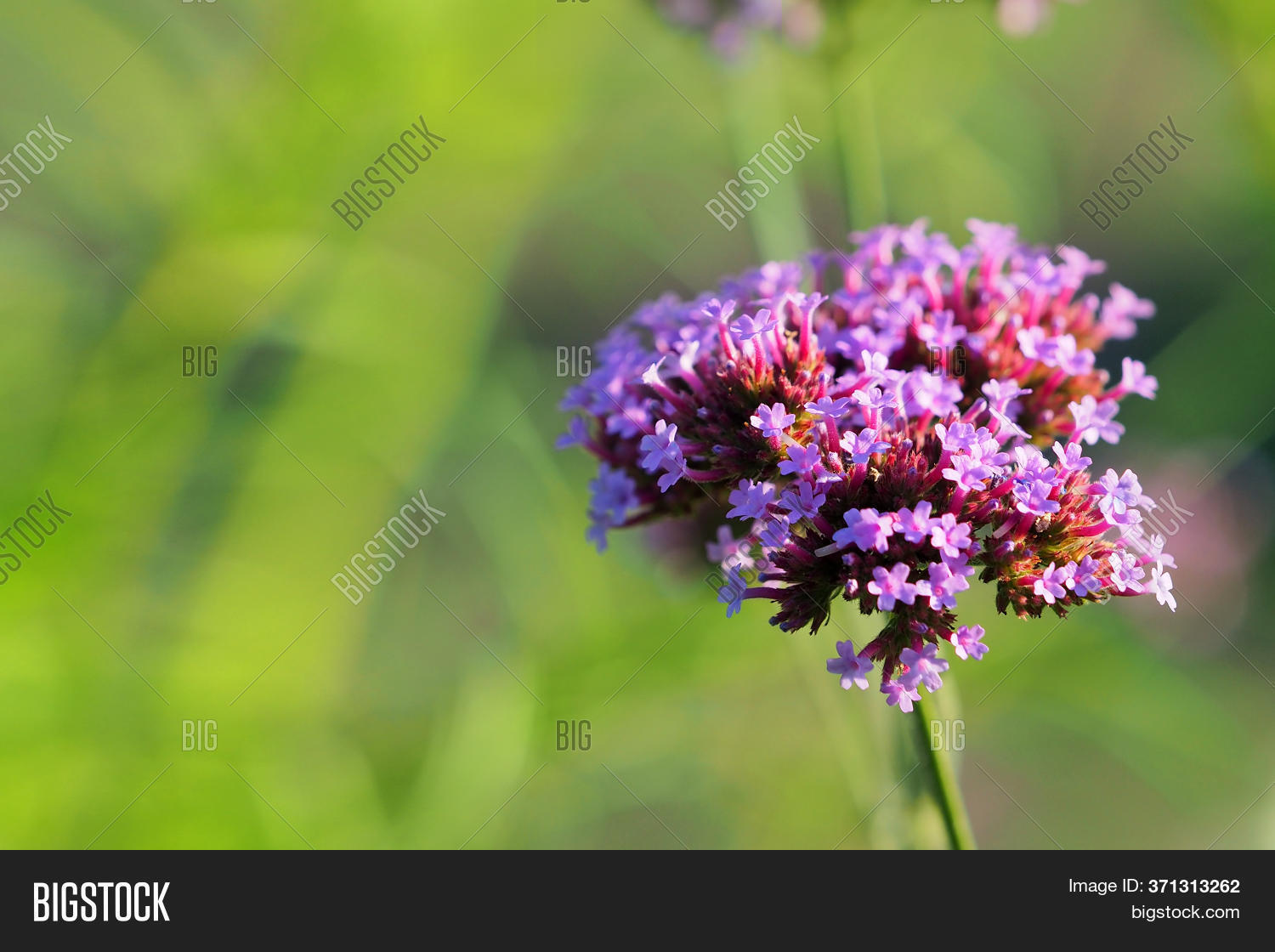 Verbena Bonariensis, Image & Photo (Free Trial) | Bigstock