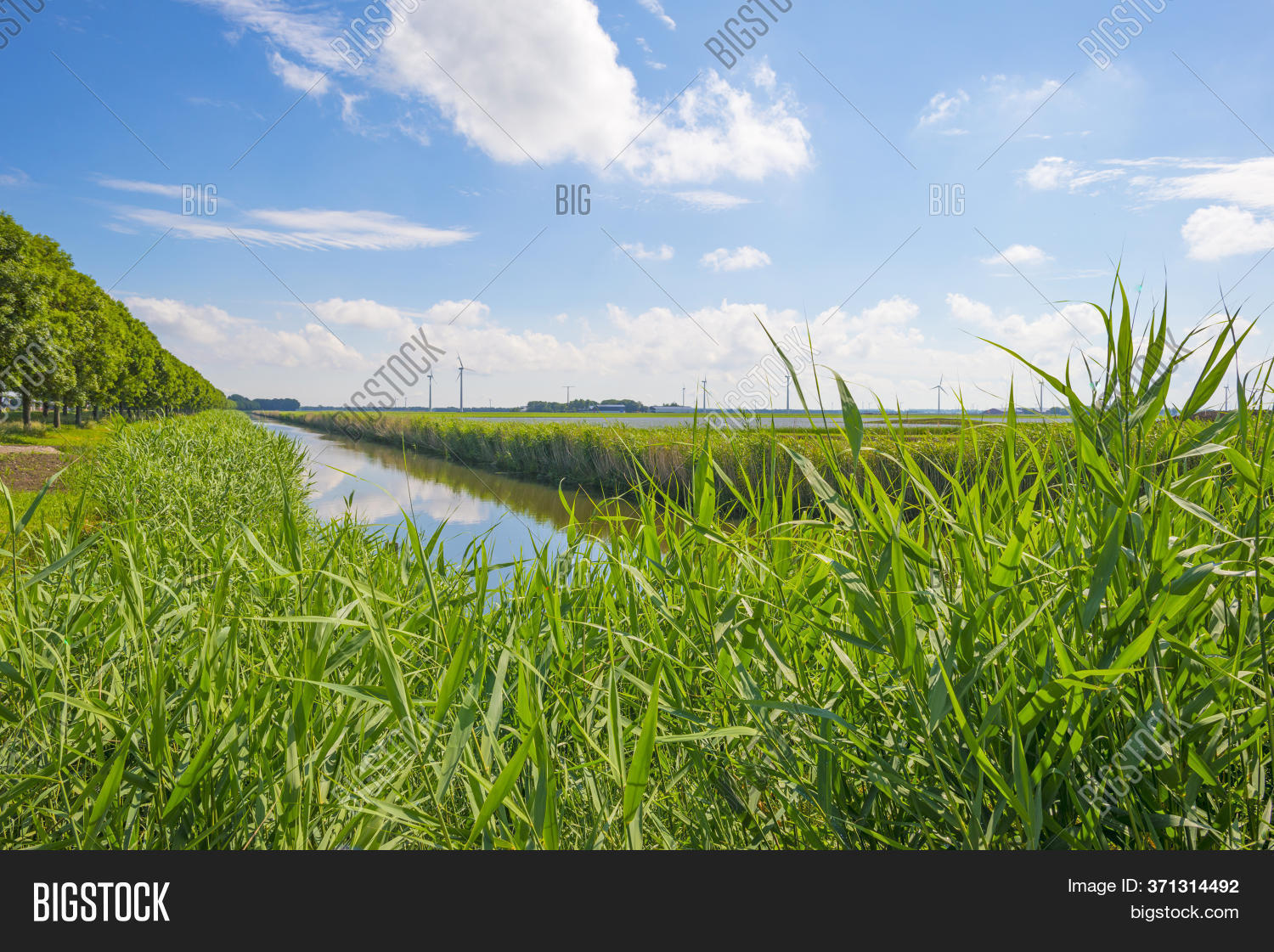 Edge Canal Reed Along Image & Photo (Free Trial) | Bigstock