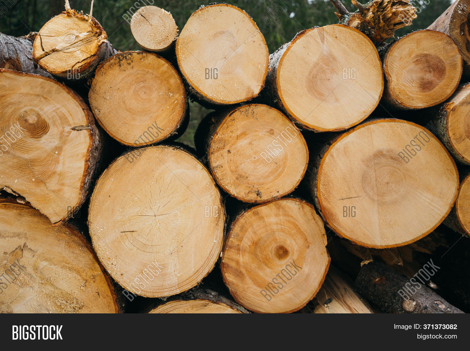 Cutted Logs. Wide Image & Photo (Free Trial) | Bigstock