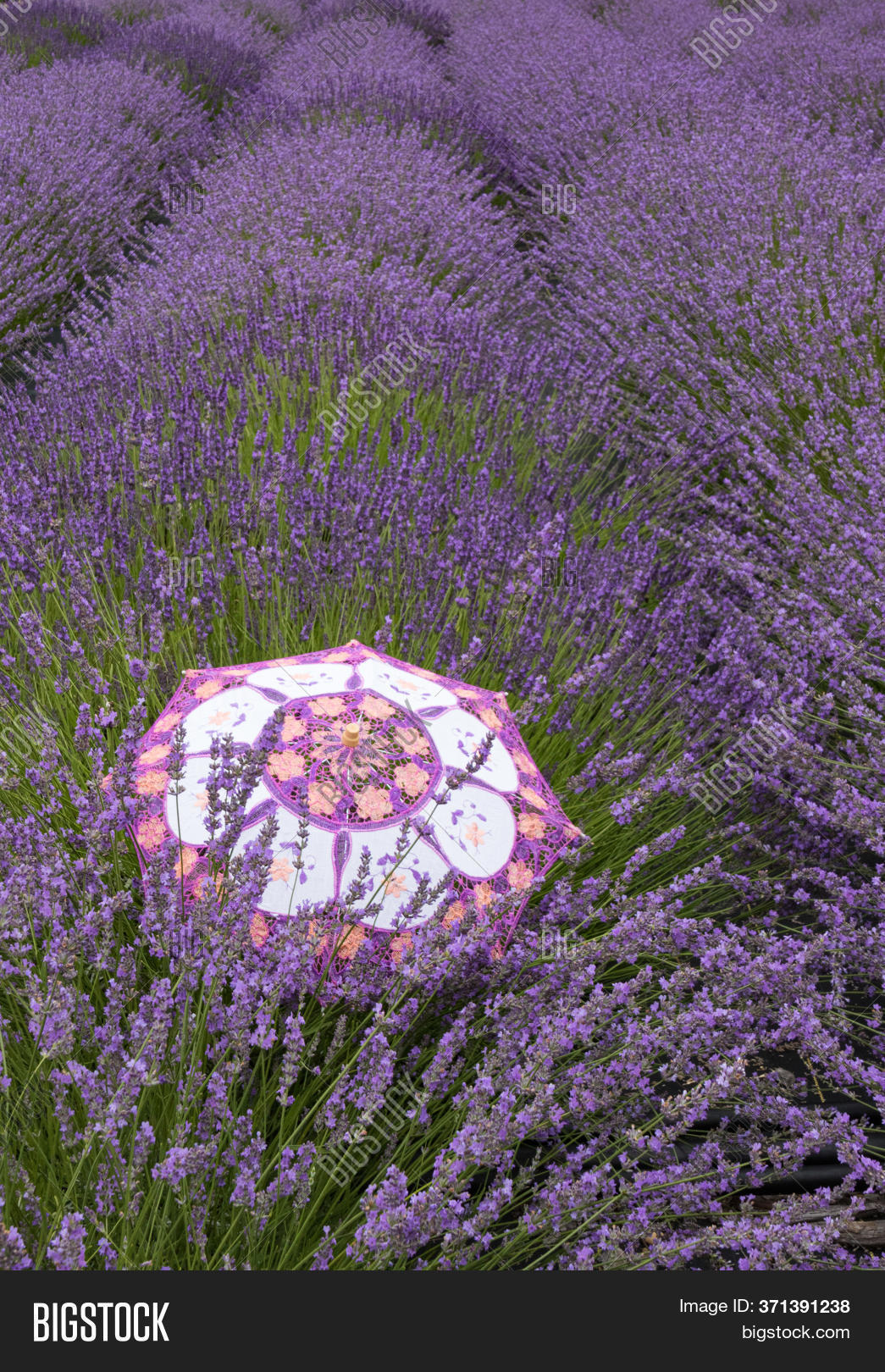 Multi-colored Parasol Image & Photo (Free Trial) | Bigstock