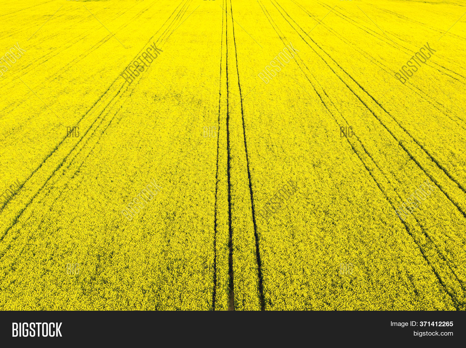 Yellow Rapeseed Field Image & Photo (Free Trial) | Bigstock