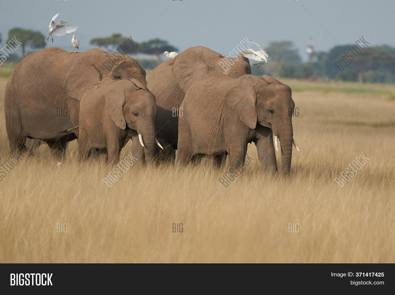 Elephant Group Image & Photo (Free Trial) | Bigstock
