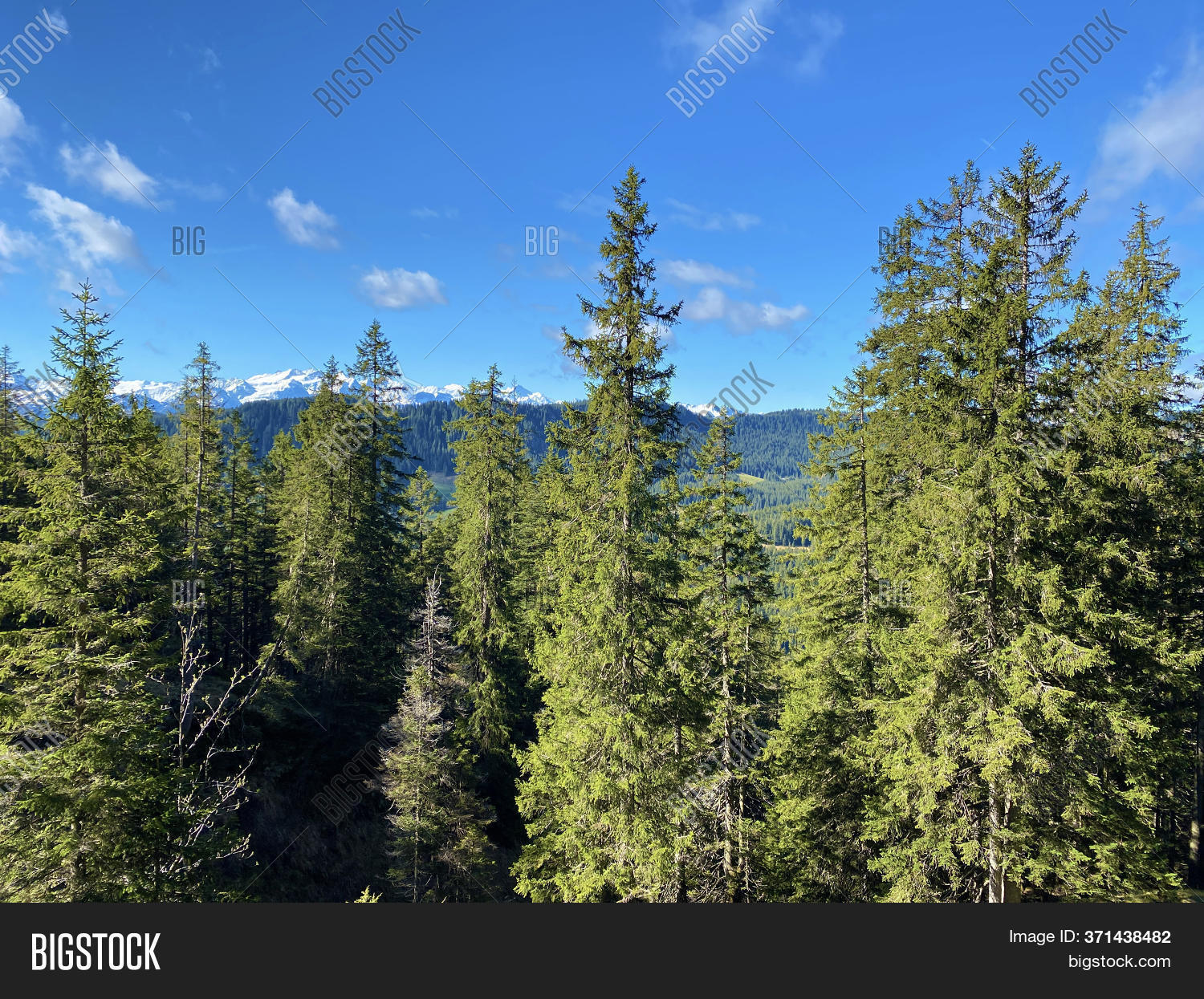 Evergreen Forest Image & Photo (Free Trial) | Bigstock