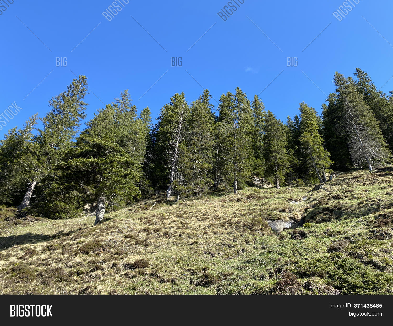 Evergreen Forest Image & Photo (Free Trial) | Bigstock