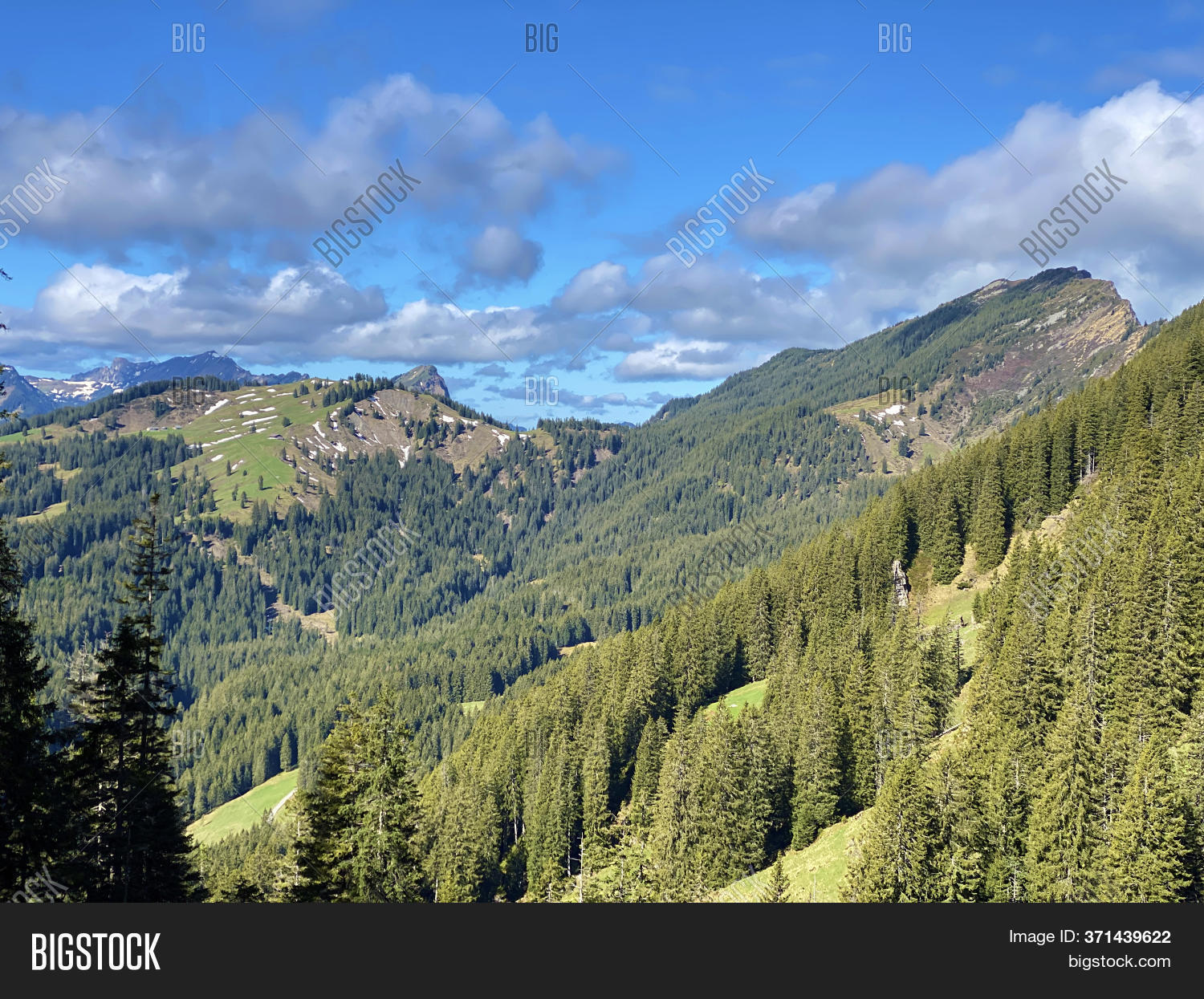 Evergreen Forest Image & Photo (Free Trial) | Bigstock