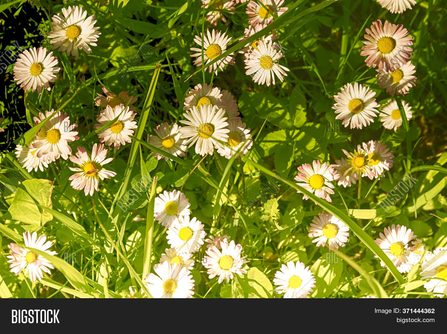 Bellis Annua, Annual Image & Photo (Free Trial) | Bigstock