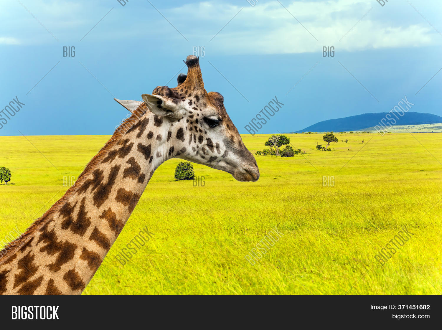 Portrait Sad Giraffe. Image & Photo (Free Trial) | Bigstock