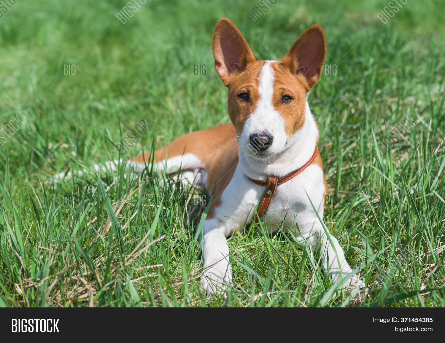 Little Basenji Puppy ( Image & Photo (Free Trial) | Bigstock