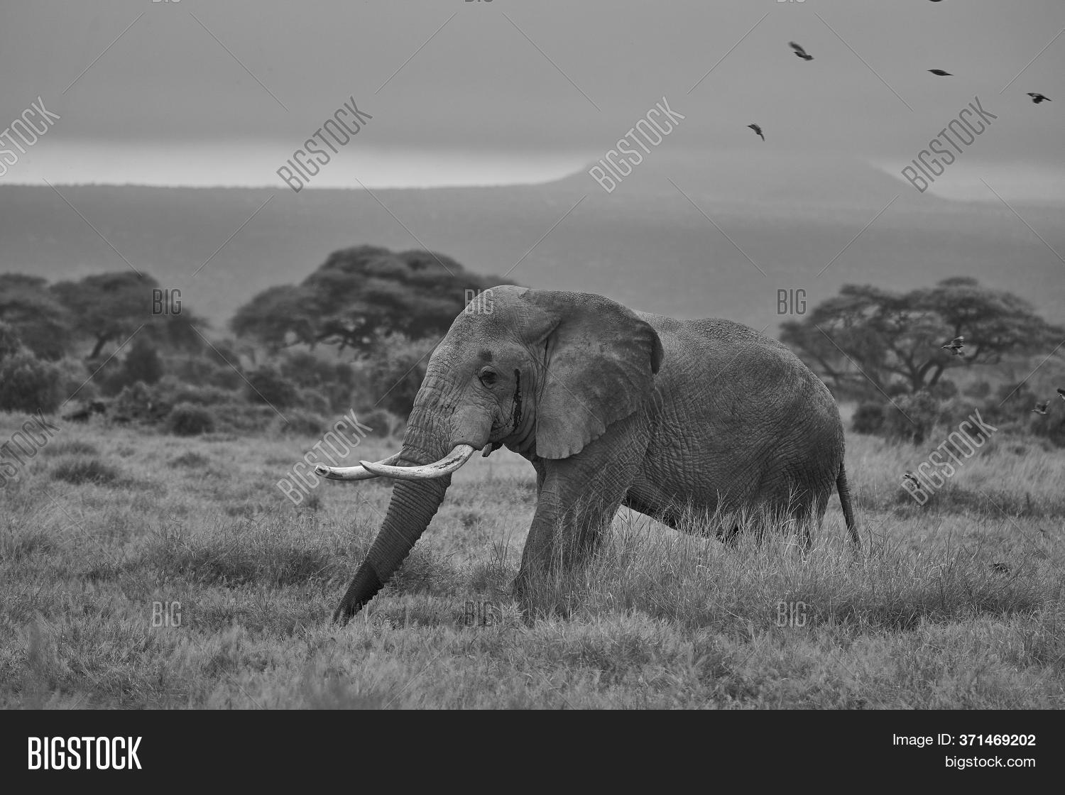 Elephant Big Huge Image & Photo (Free Trial) | Bigstock