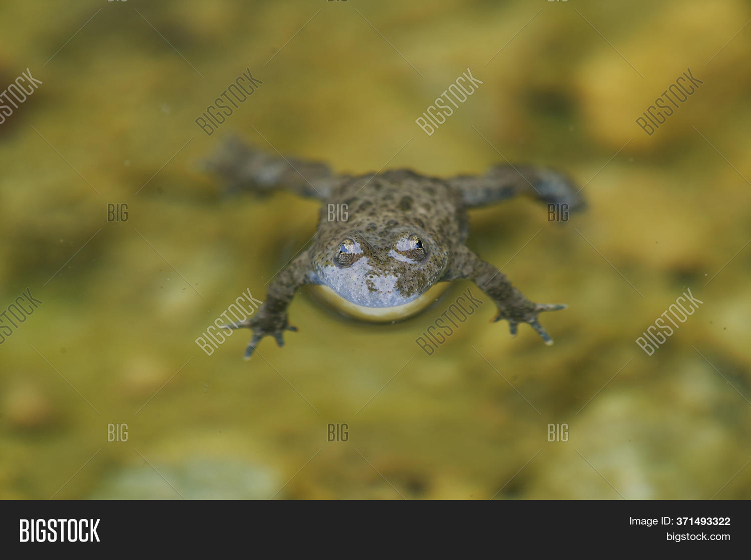 Yellow Bellied Toad Image & Photo (Free Trial) | Bigstock