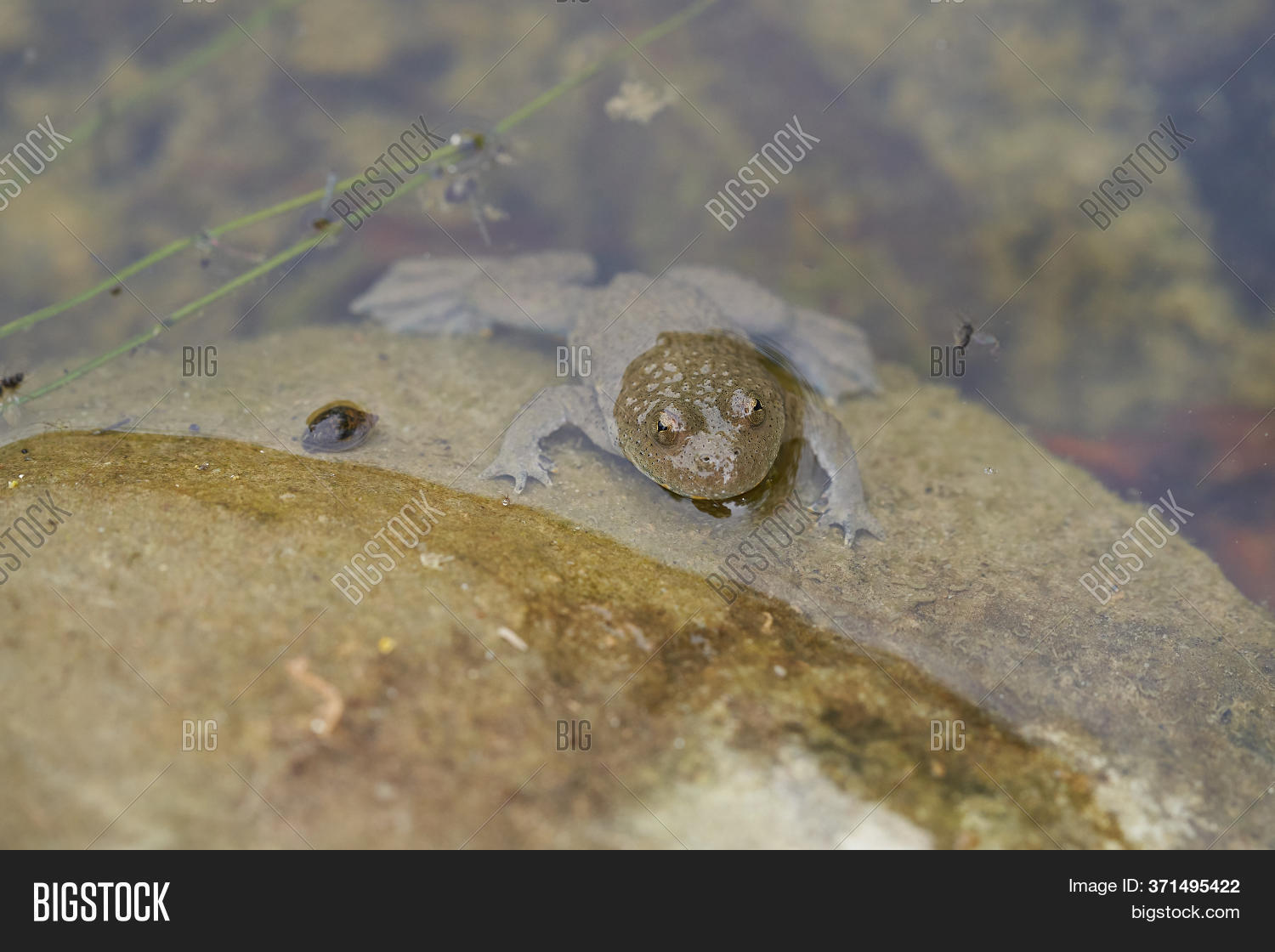 Yellow Bellied Toad Image & Photo (Free Trial) | Bigstock