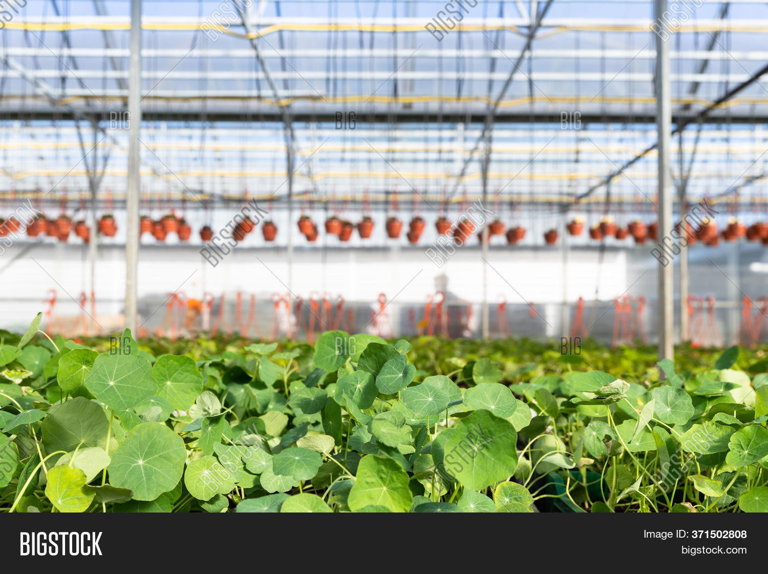 Young Flower Plants Image & Photo (Free Trial) | Bigstock