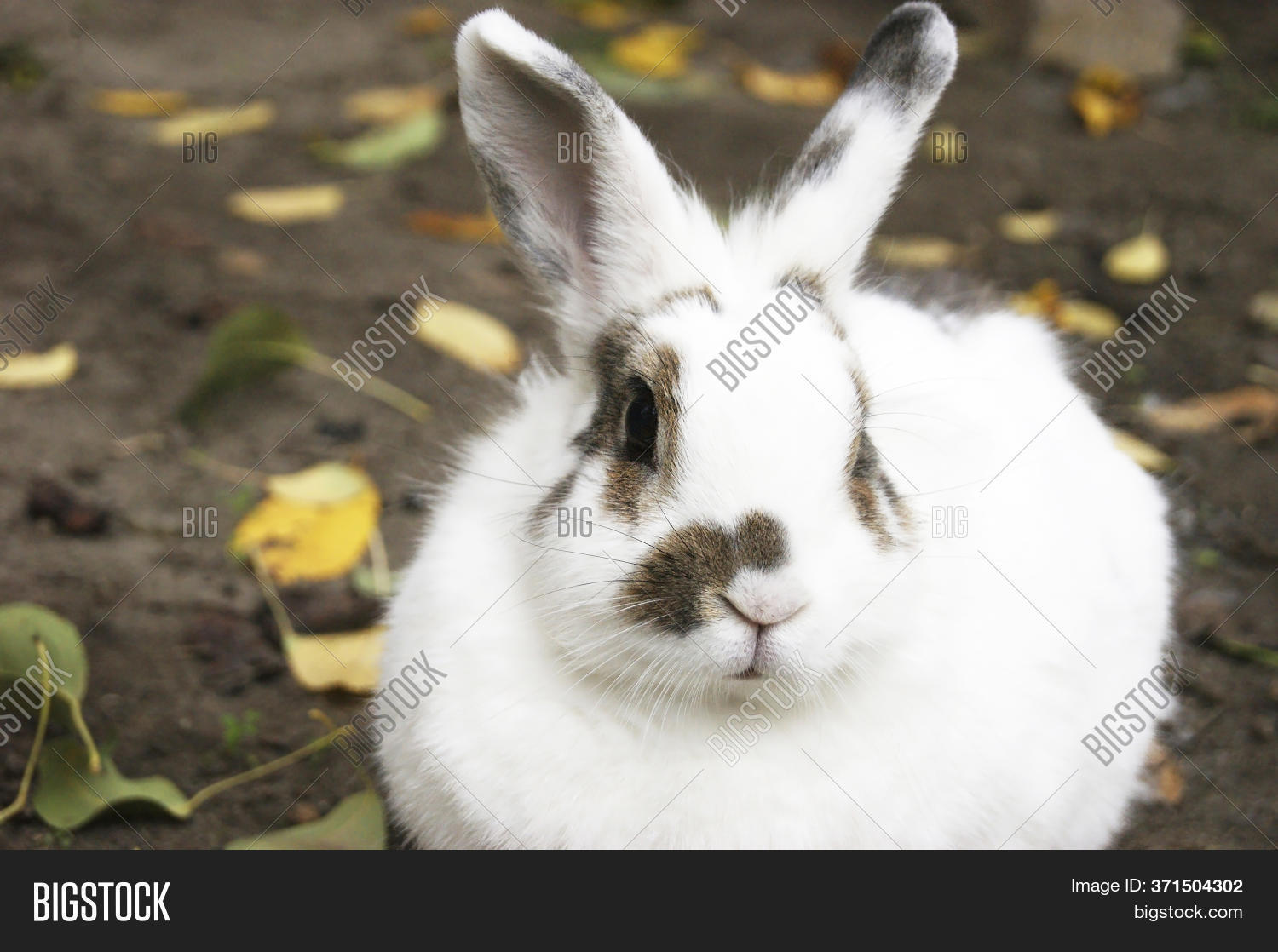 Cute White Fluffy Image & Photo (Free Trial) | Bigstock