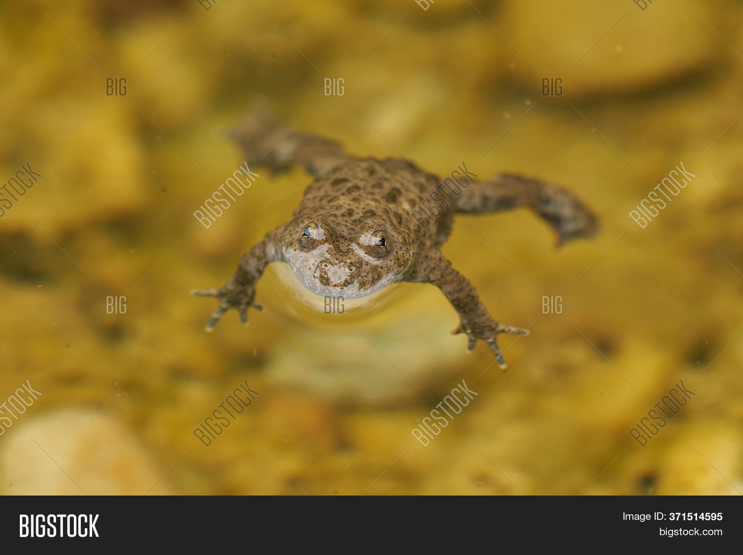 Yellow Bellied Toad Image & Photo (Free Trial) | Bigstock