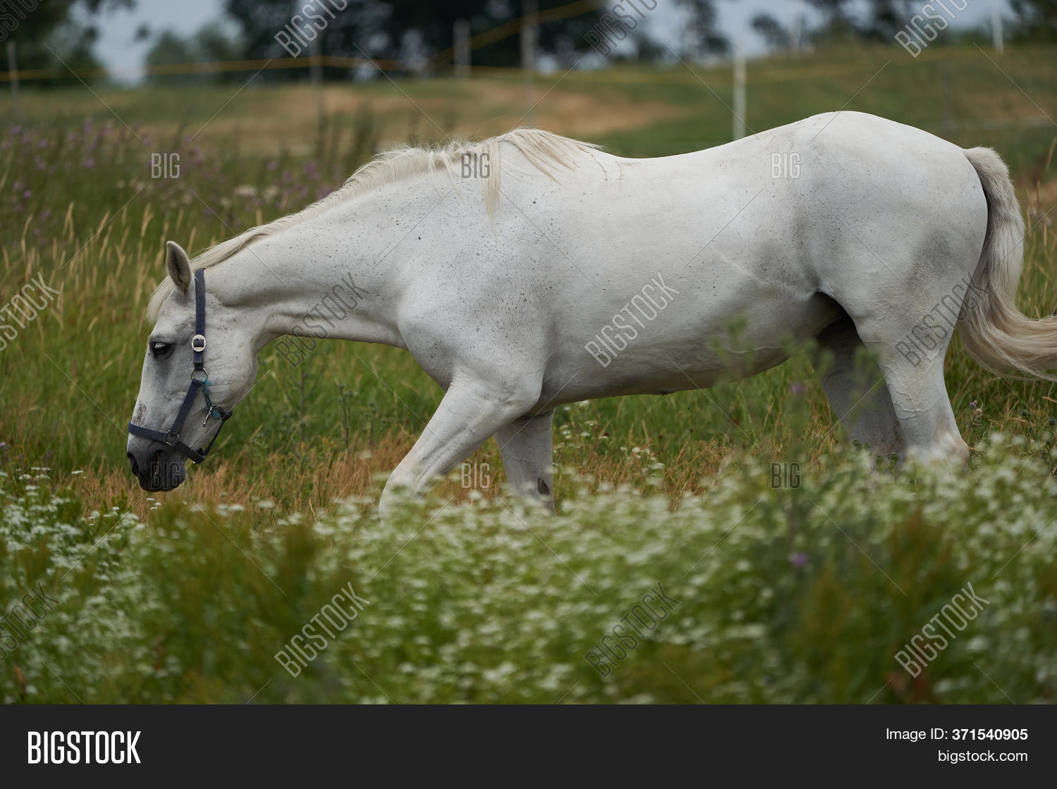 White Horse Equus Image & Photo (Free Trial) | Bigstock