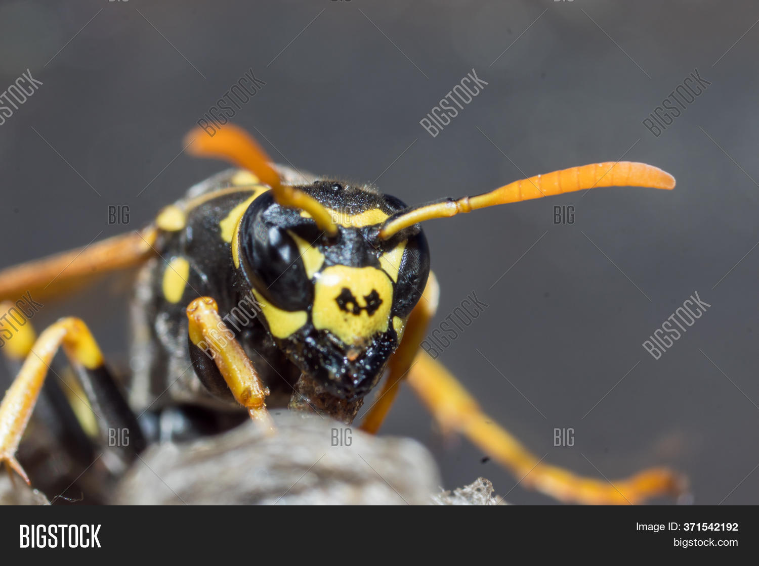 Young Paper Wasp Queen Image & Photo (Free Trial) | Bigstock