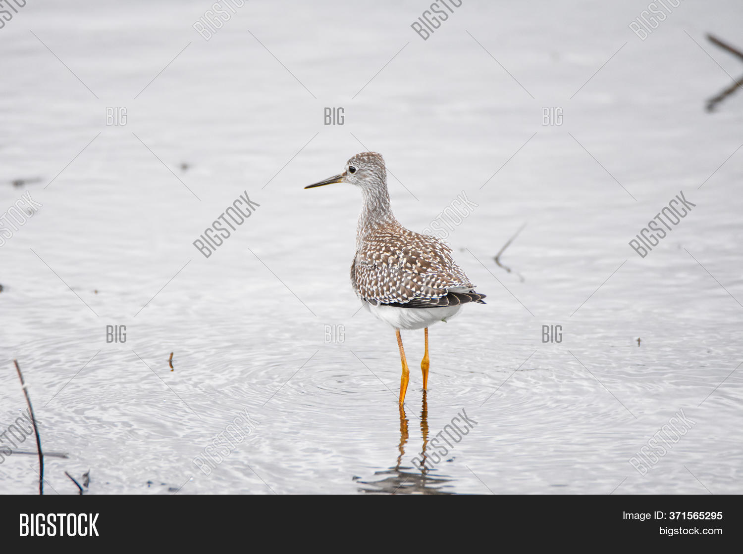 Lesser Yellowlegs Image & Photo (Free Trial) | Bigstock