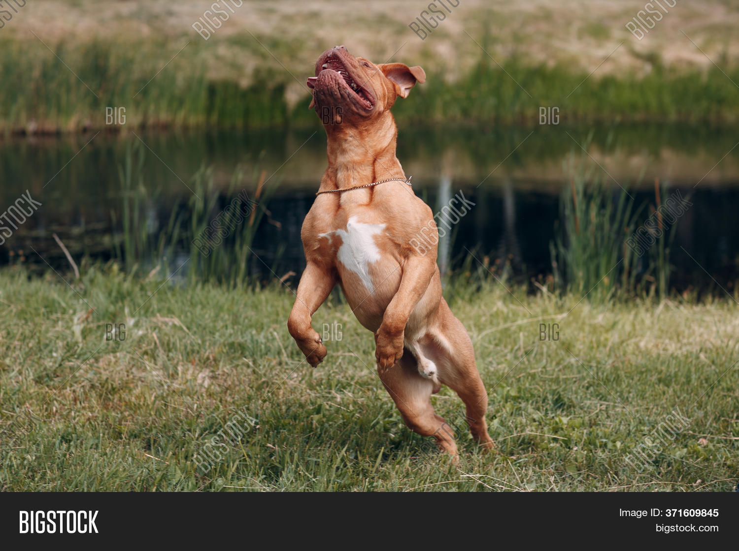 Jumping Dogue De Image & Photo (Free Trial) | Bigstock