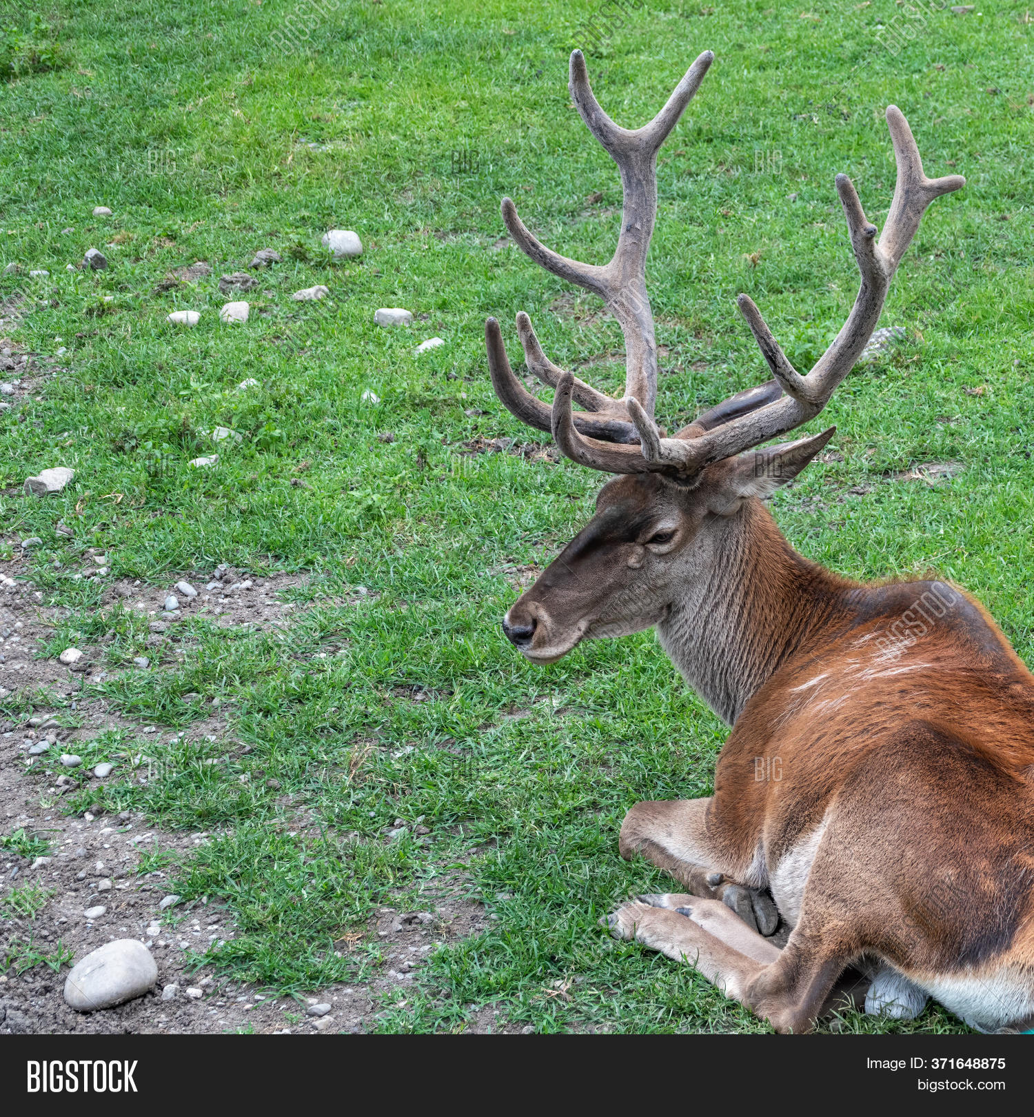 Red Deer Big Horns Image & Photo (Free Trial) | Bigstock