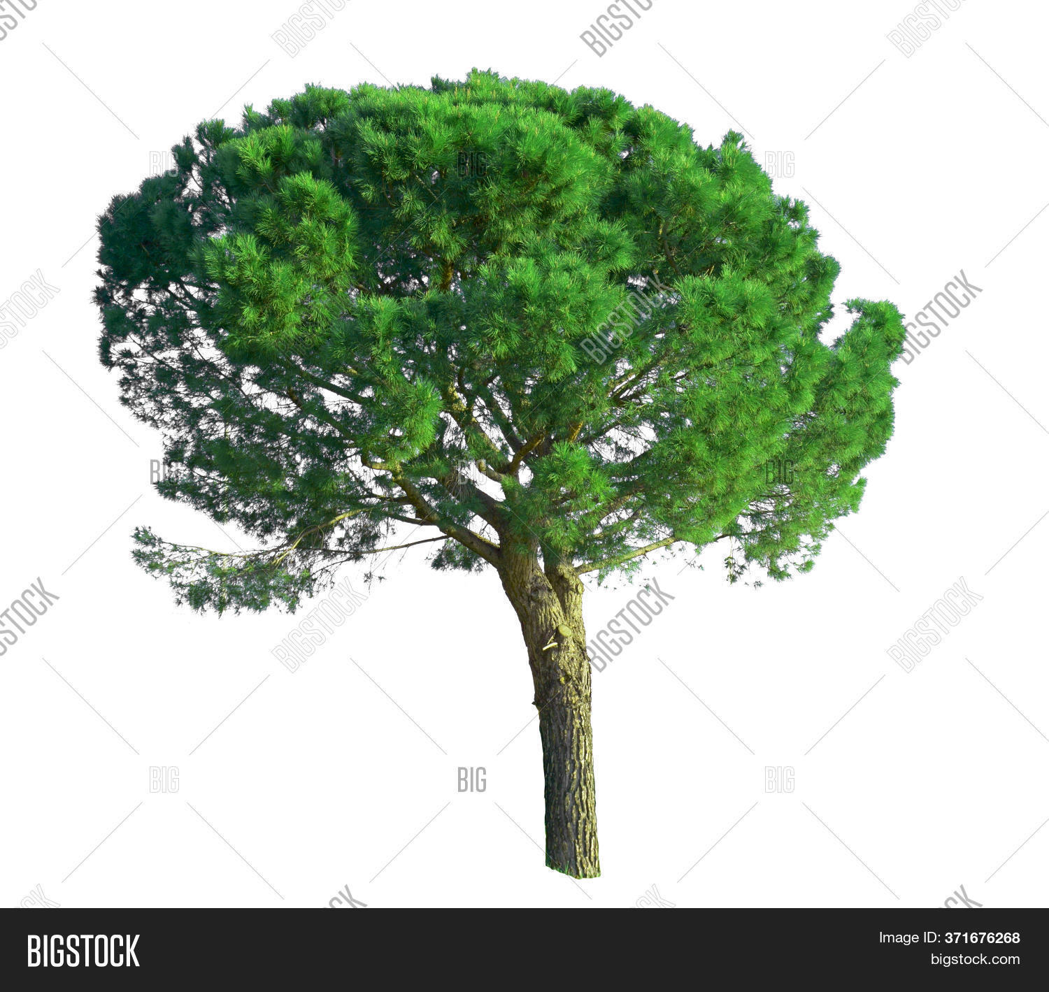 Stone Pine Tree, Known Image & Photo (Free Trial) | Bigstock