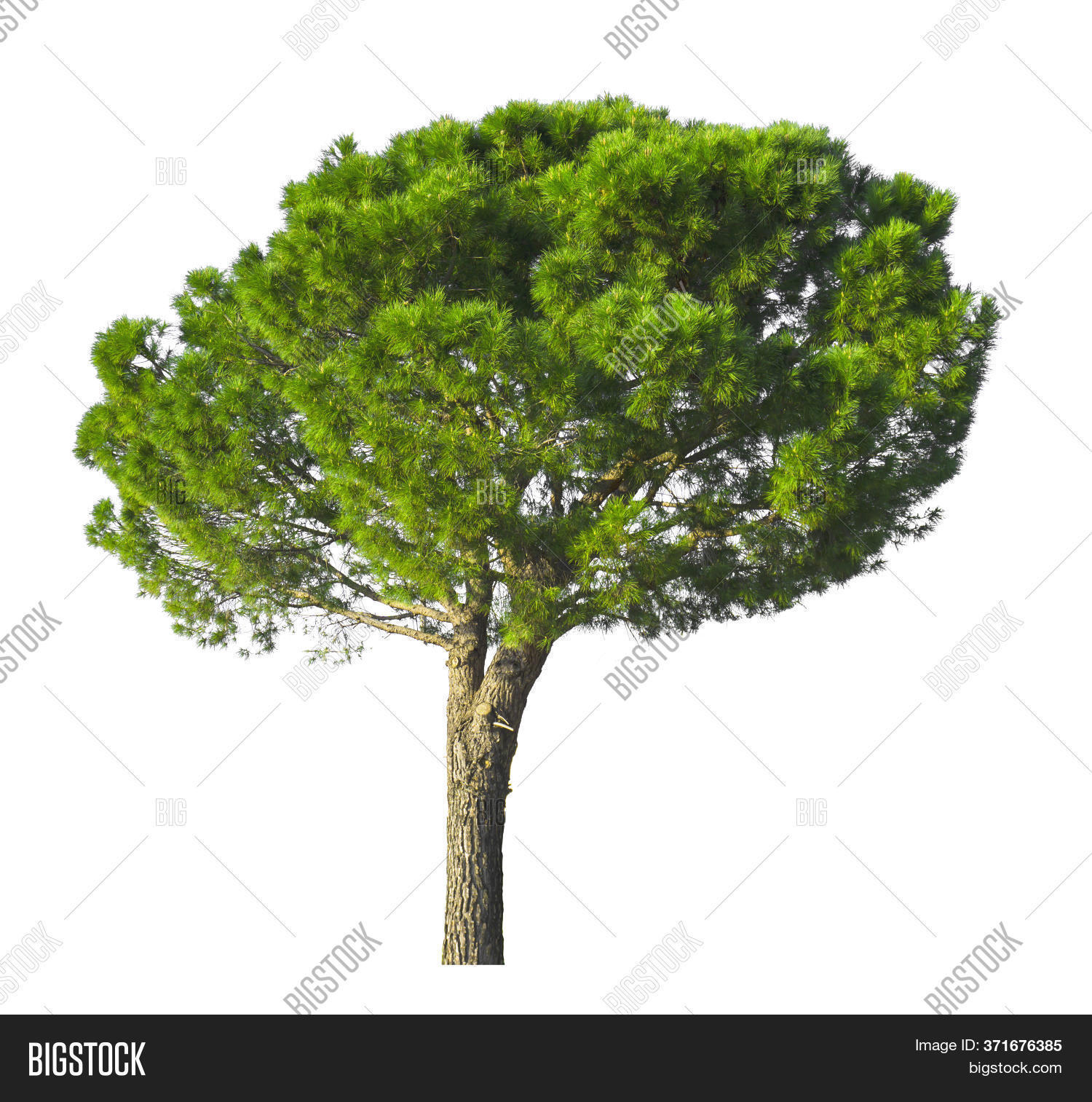 Italian Stone Pine, Image & Photo (Free Trial) | Bigstock