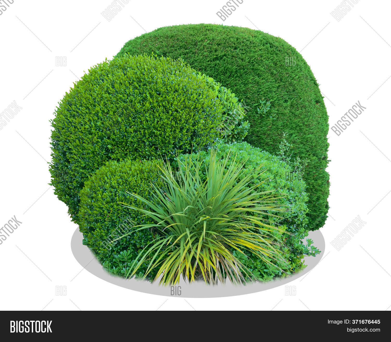 Round Shrub Isolated Image & Photo (Free Trial) | Bigstock