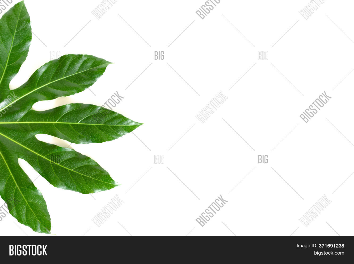 Green Aralia Leaf On Image & Photo (Free Trial) | Bigstock