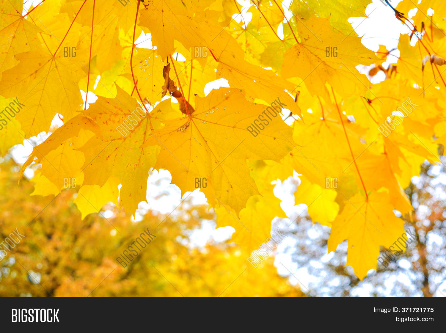 Beautiful Golden Maple Image & Photo (Free Trial) | Bigstock