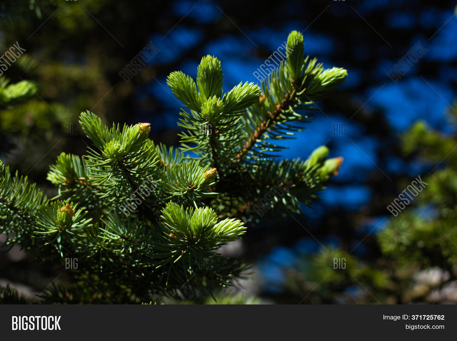Fir Branches. Natural Image & Photo (Free Trial) | Bigstock