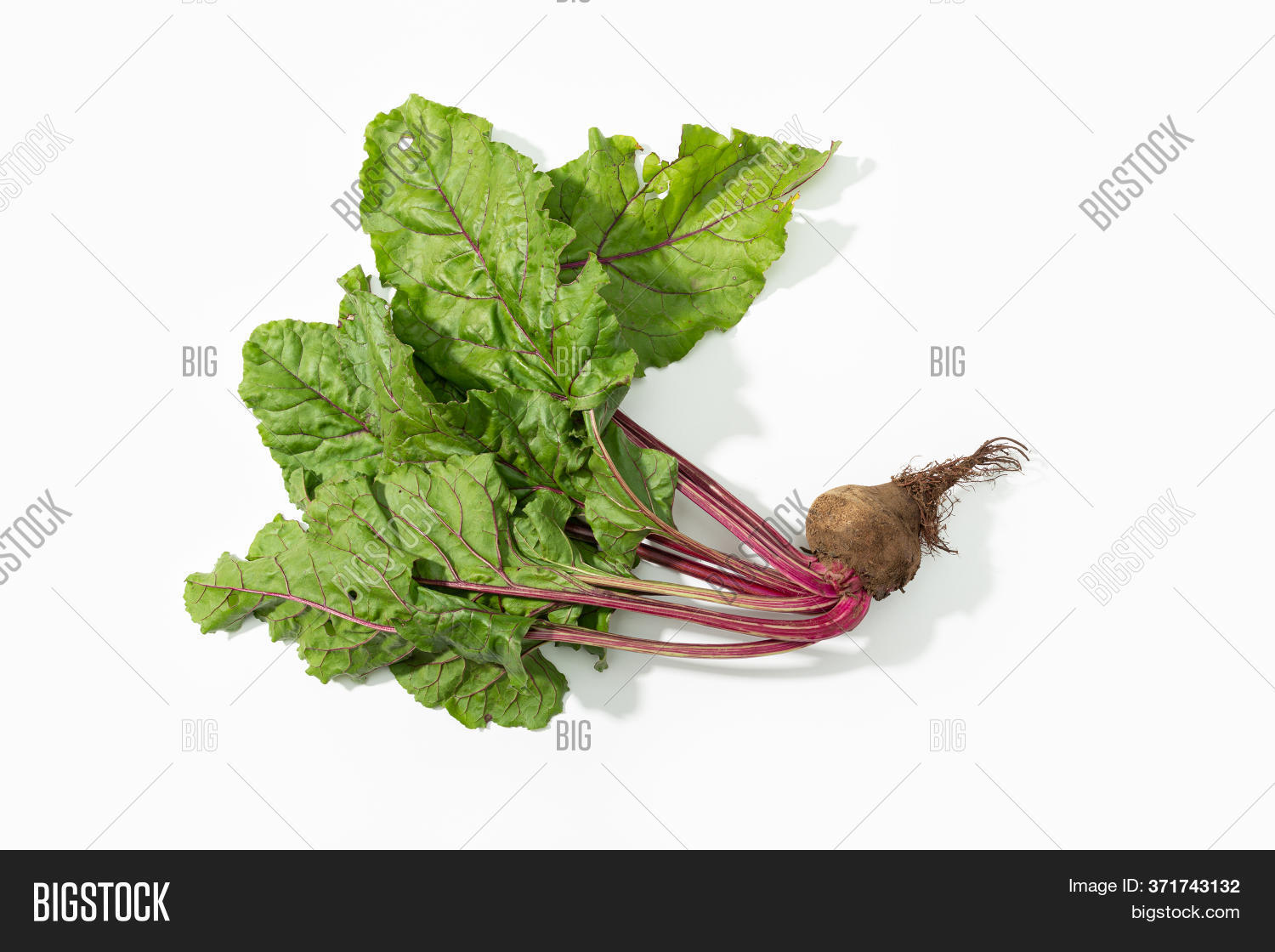 Red Beet Root Leaves Image & Photo (Free Trial) | Bigstock
