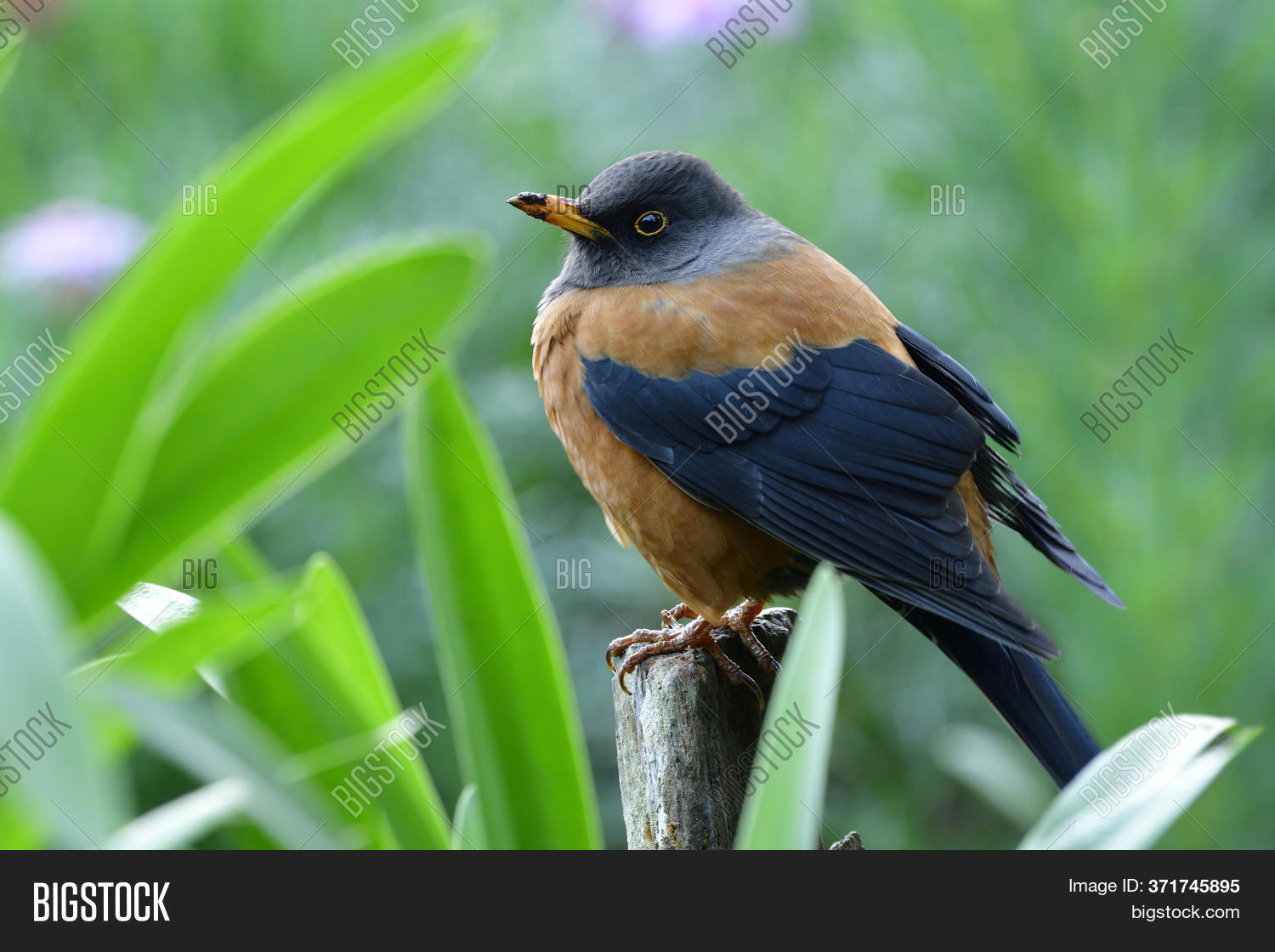 Chestnut Thrush ( Image & Photo (Free Trial) | Bigstock