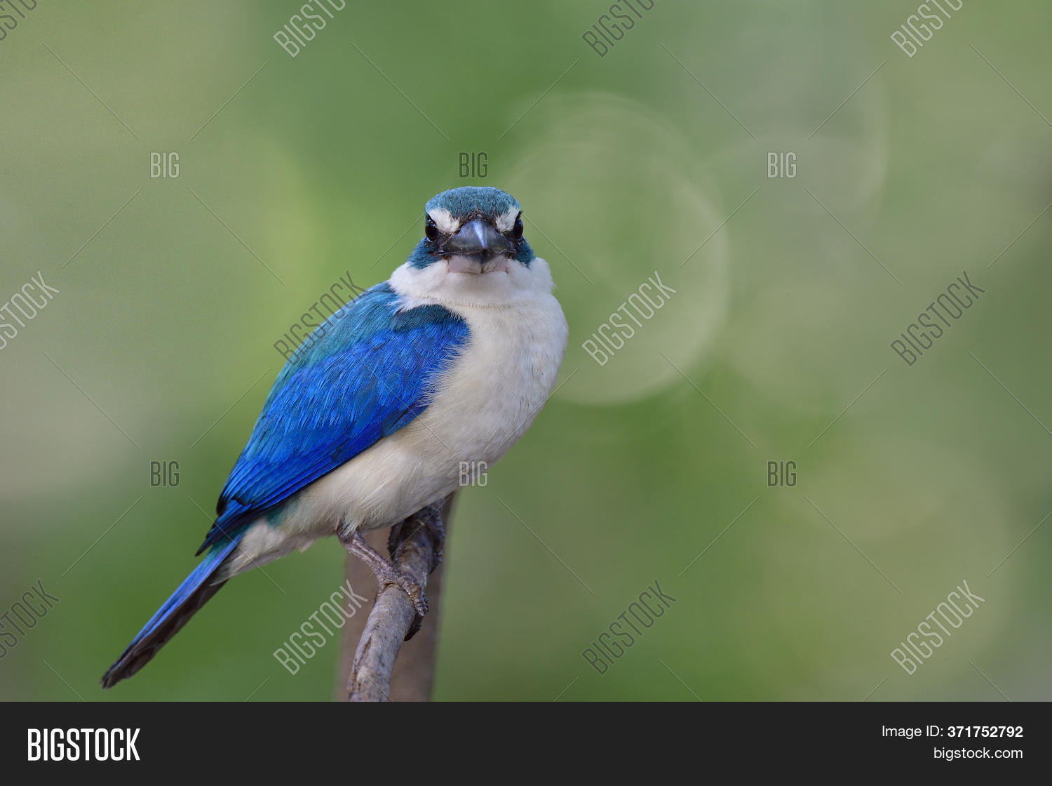Happy Blue Bird Look Image & Photo (Free Trial) | Bigstock